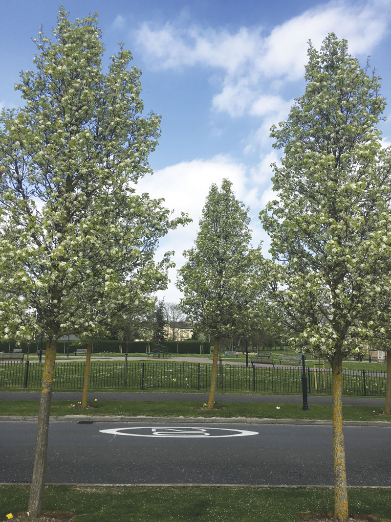 CBC tree surveys – Fairfield Matters