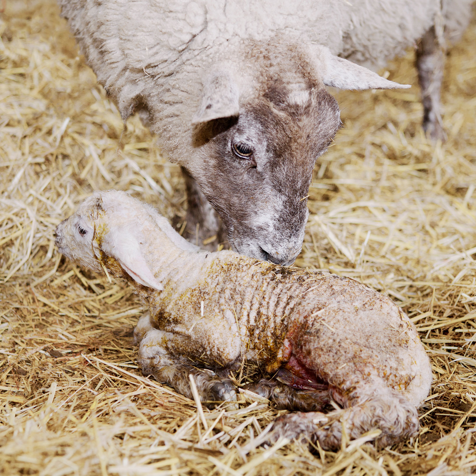 Lambing Live at Lower Wilbury Farm – Fairfield Matters