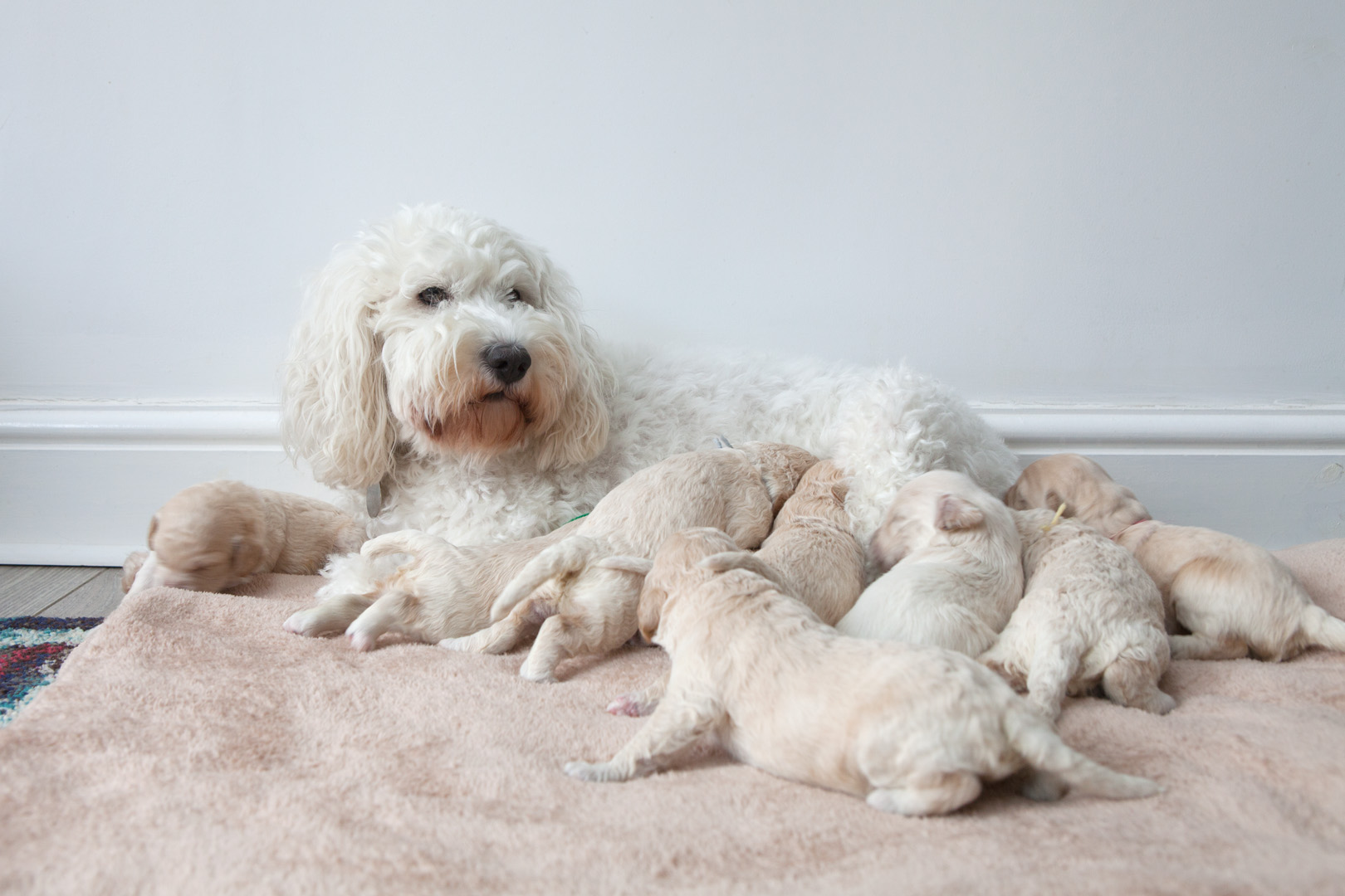 Boo the cockapoo – Fairfield Matters