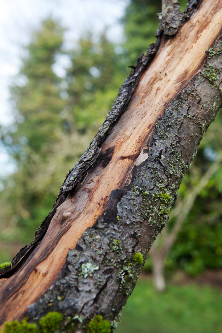 Our orchards: The purpose and beauty of old wood – Fairfield Matters