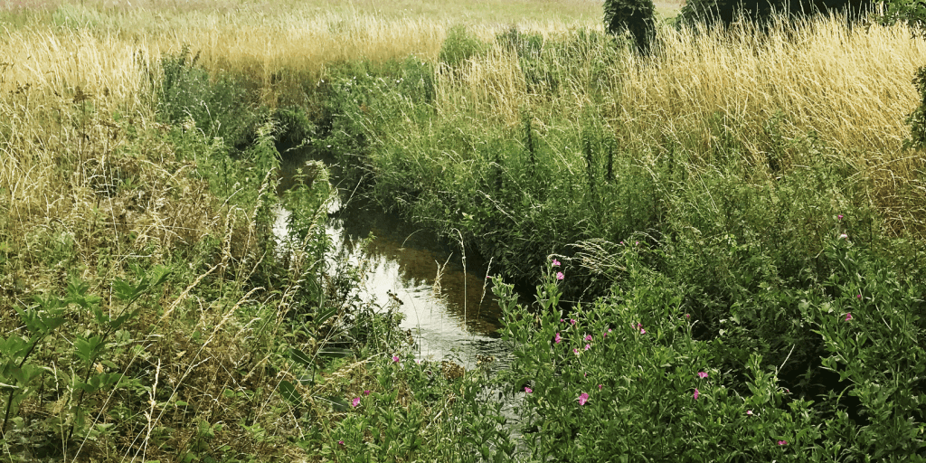 Chalk streams: the Great Barrier Reef of Bedfordshire – Fairfield Matters