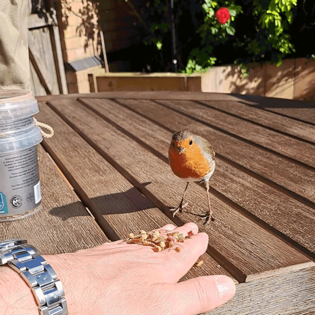 How to train your robin (if you don’t have a dragon) – Fairfield Matters